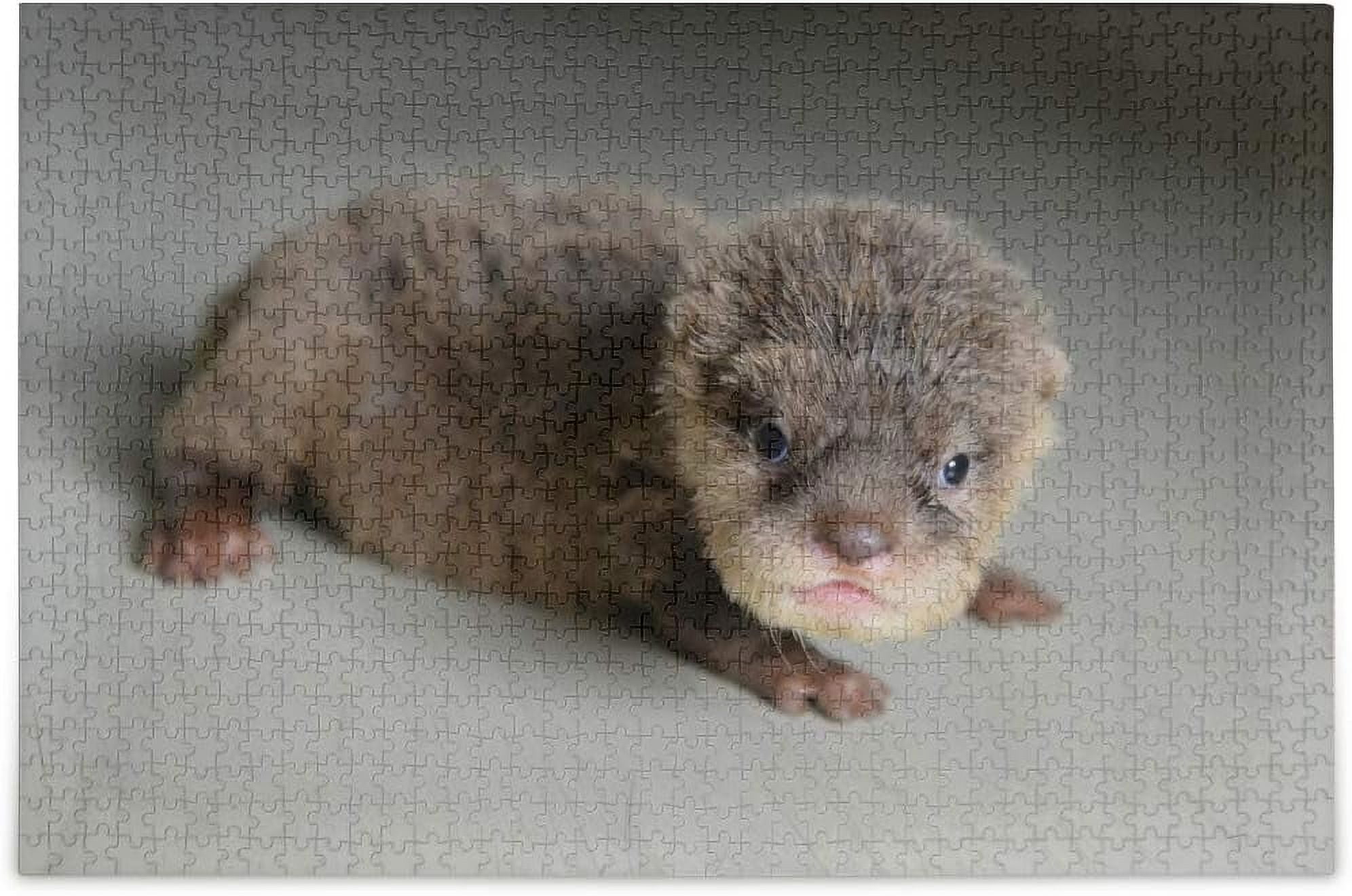 FREEAMG Baby Sea Otter On The Floor Jigsaw Puzzles 1000 Pieces Puzzle ...