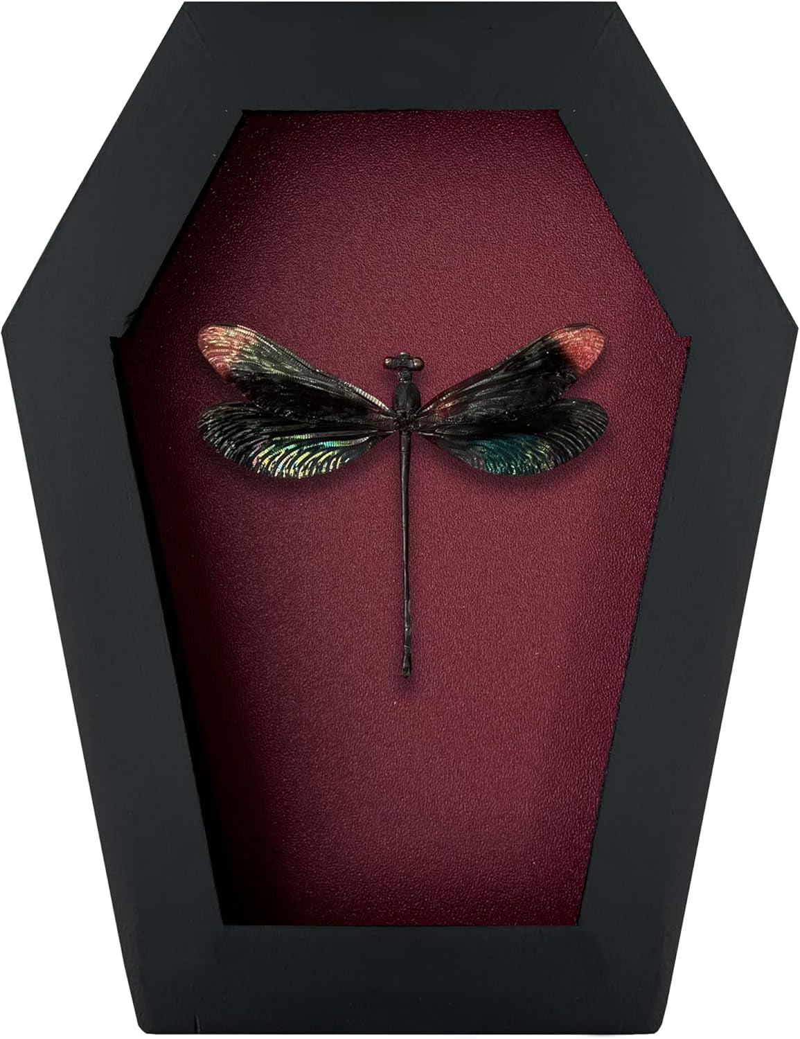 FREEAMG Black Dragonfly Beetle in Cofn Frame Gothic Spooky Halloween ...