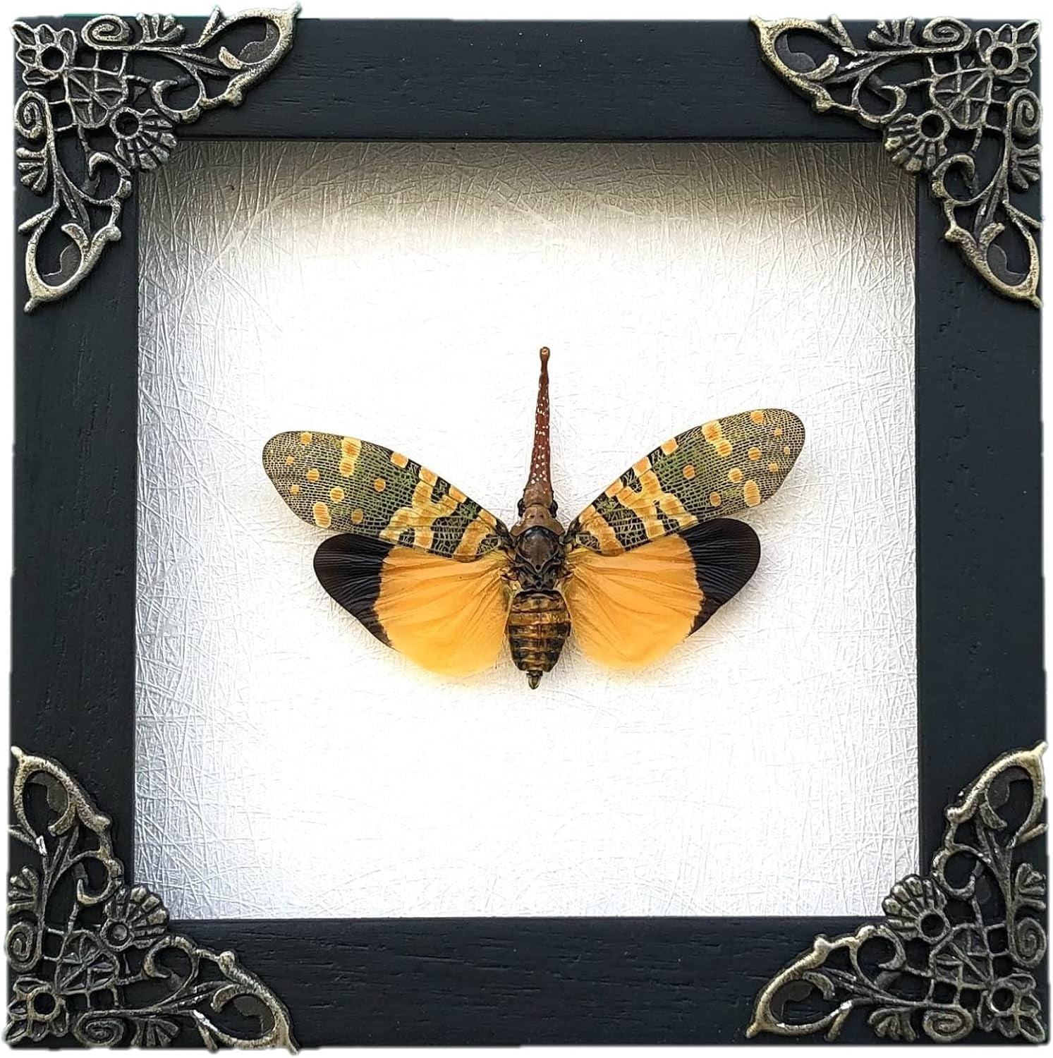 FREEAMG Real Framed Lanternfly Yellow Butterfly Dried Bug Shadow Box ...