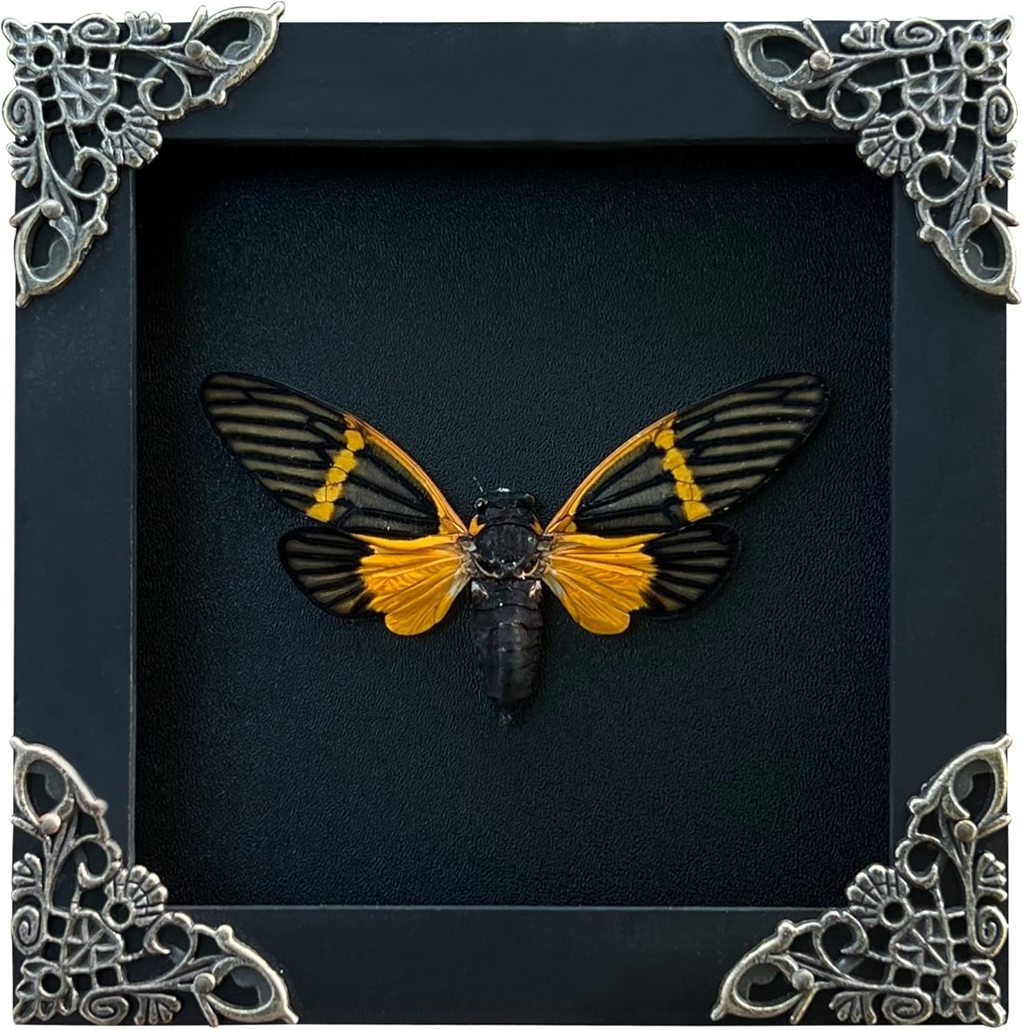 FREEAMG Real Framed Yellow Wings Butterfly Cicada Black Frame Dried ...
