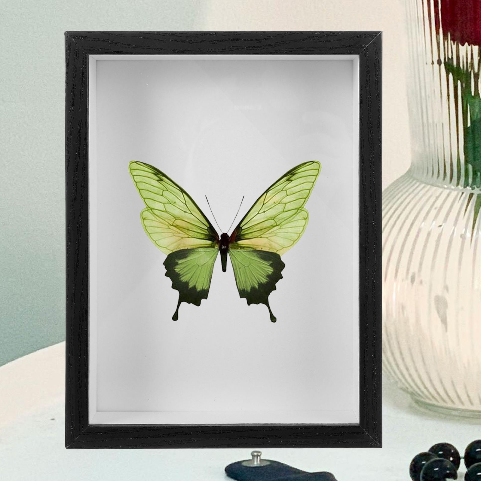 FUEENIRVA Specimen Display Boxes Insect Display Case Black 1 Pcs ...