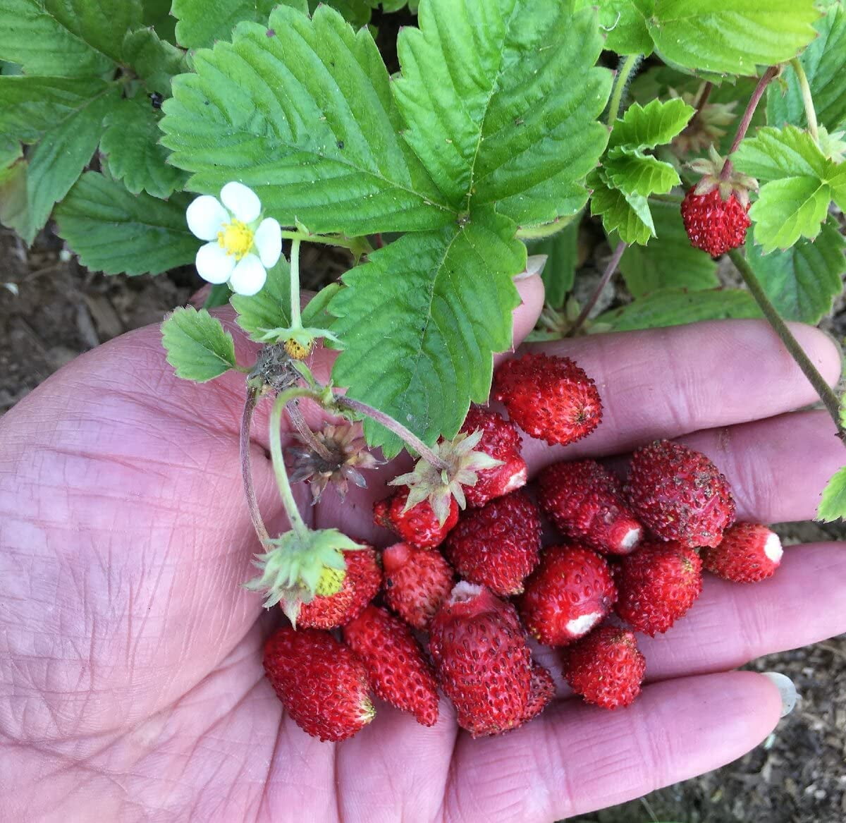 FUN AND GROW AJH3 SEEDS: Seeds Alpine Strawberry Alexandria Non GMO ...