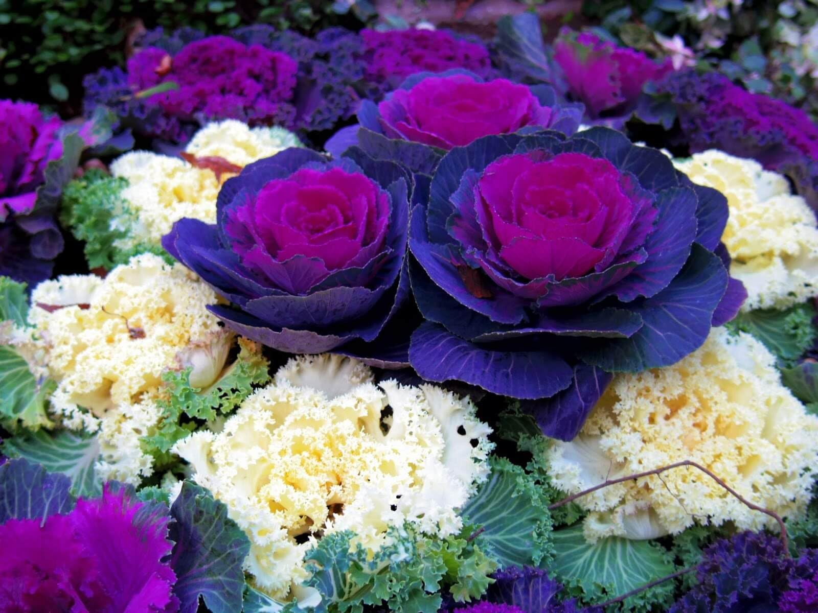 FUN AND GROW AJH3 SEEDS: Seeds Flowering Kale Mix Large Leaf Decorative ...