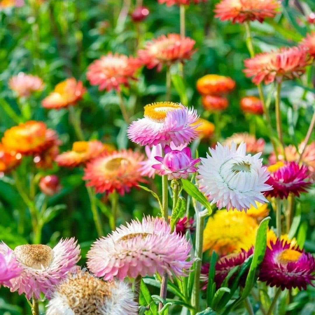 FUN AND GROW AJH3 SEEDS: Seeds Strawflower Dwarf Mix Immortelle ...