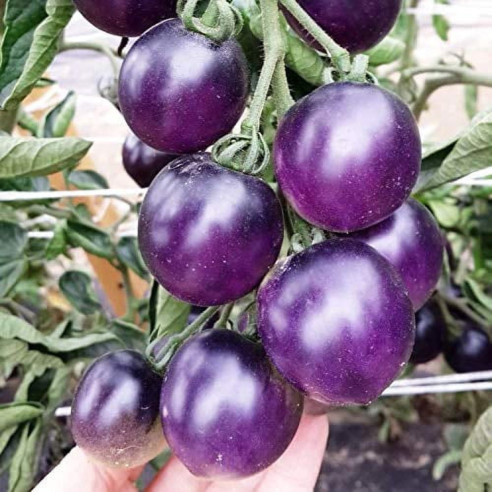 FUN AND GROW FEV6 SEEDS: Seeds Indigo Rose Cherry Tomato Indeterminate ...