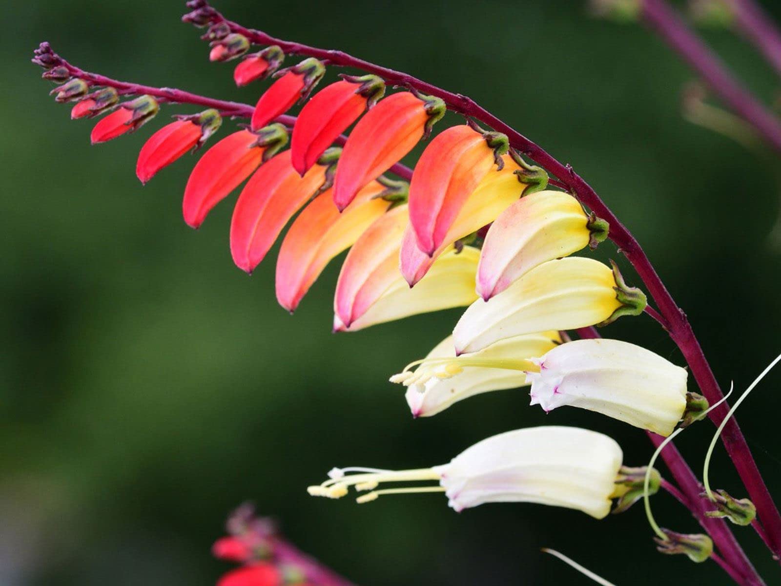 FUN AND GROW SEEDS: MMF7 Seeds Firecracker Vine Mina Lobata Quamoclit ...