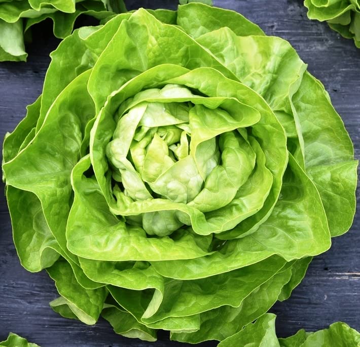 FUN AND GROW SEEDS: MMF7 Seeds May Queen Butterhead Lettuce Non GMO ...