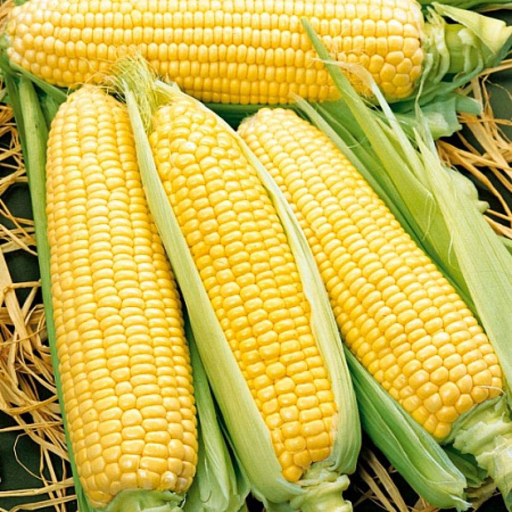 FUN AND GROW SEEDS: MMF7 Seeds Sweet Sugar Corn Non GMO Heirloom ...