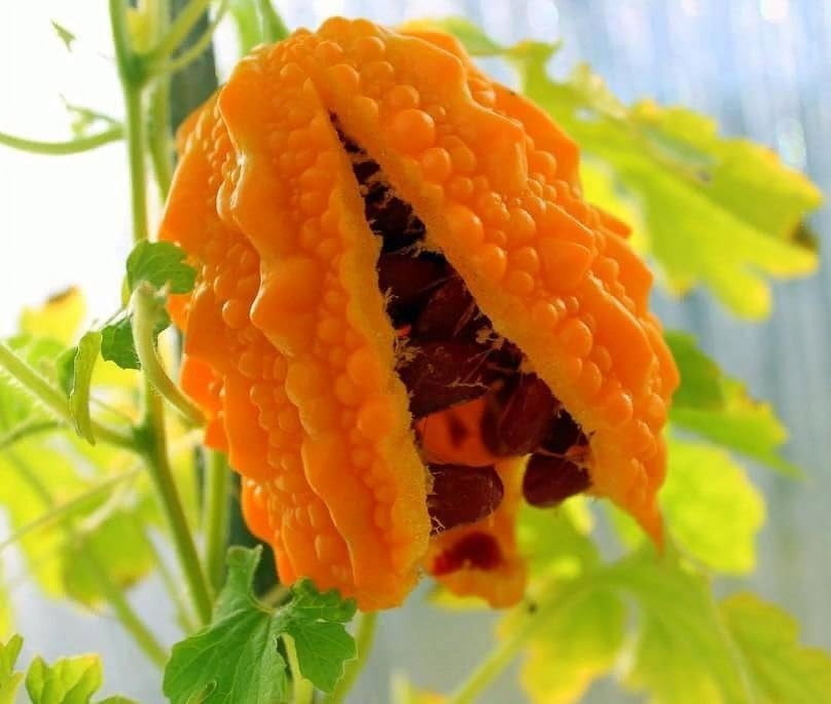 FUN AND GROW SEEDS: Seeds Bitter SMRMelon Pare (Momordica charantia ...