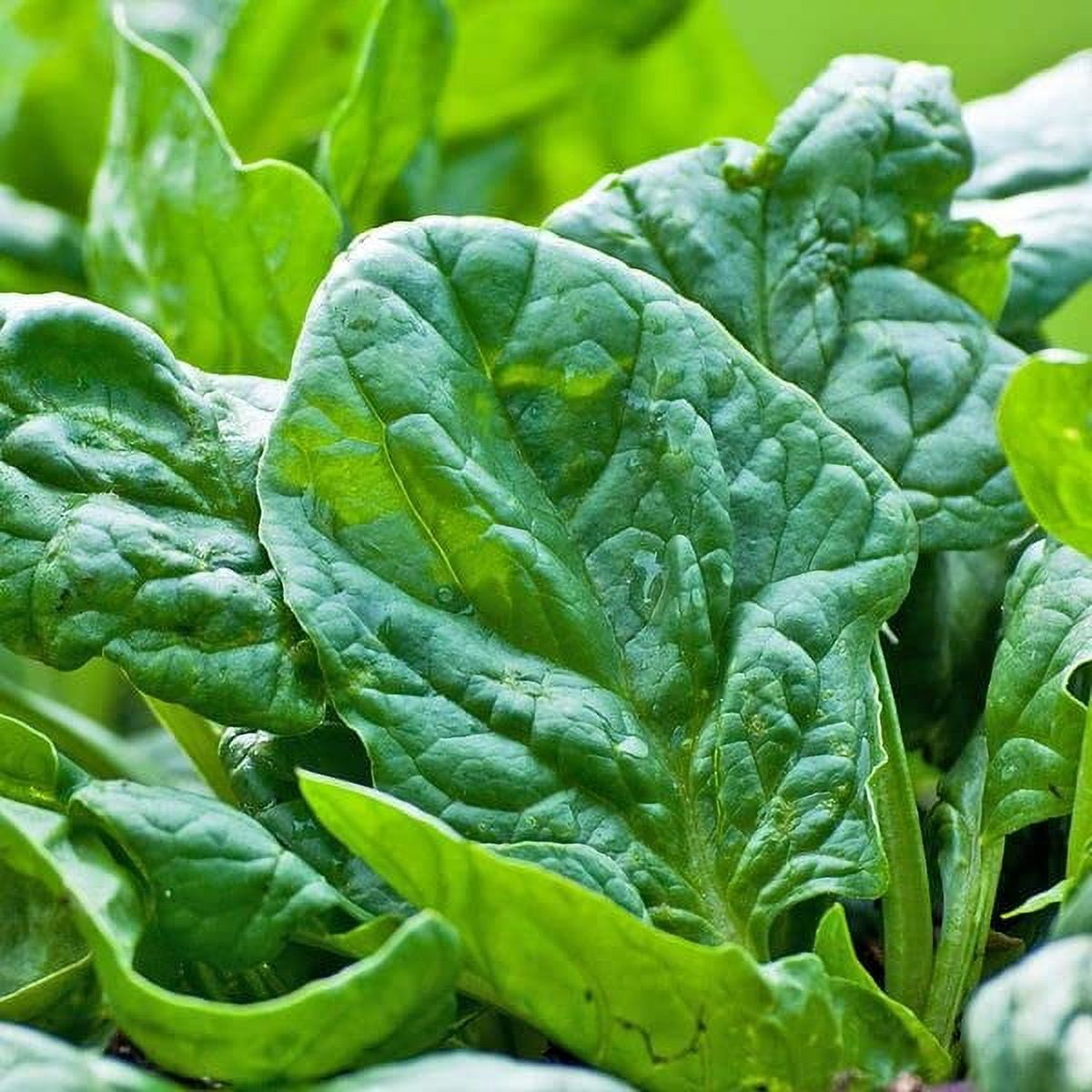 FUN AND GROW SEEDS: Seeds Four-Season NSD3 Spinach Non GMO Heirloom - Walmart.com