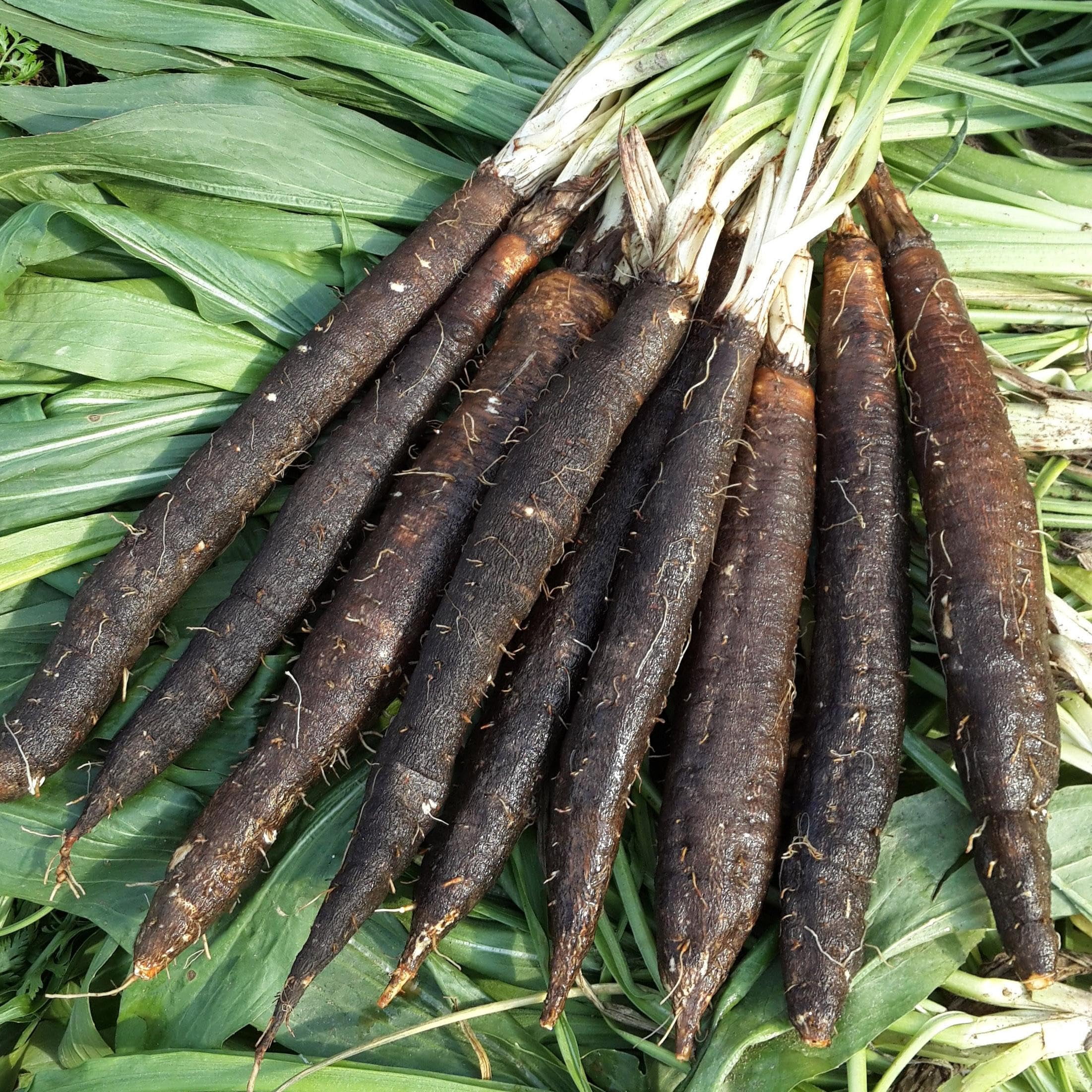 FUN AND GROW SEEDS: Seeds Giant Black Root Salsify Non GMO Heirloom C21 ...