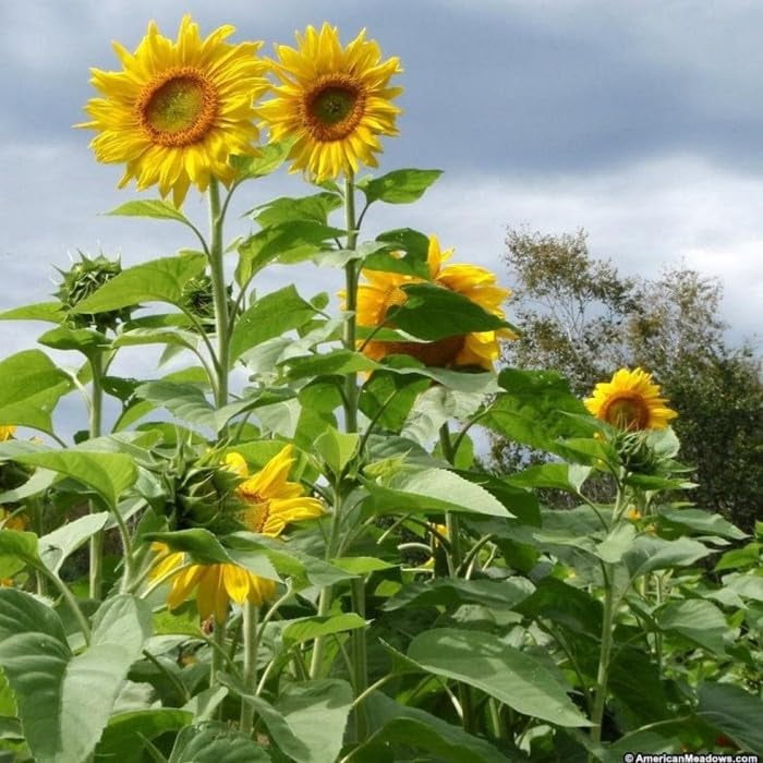 FUN AND GROW SEEDS: Seeds Giant Mammoth Sunflower Ornamental Annual ...