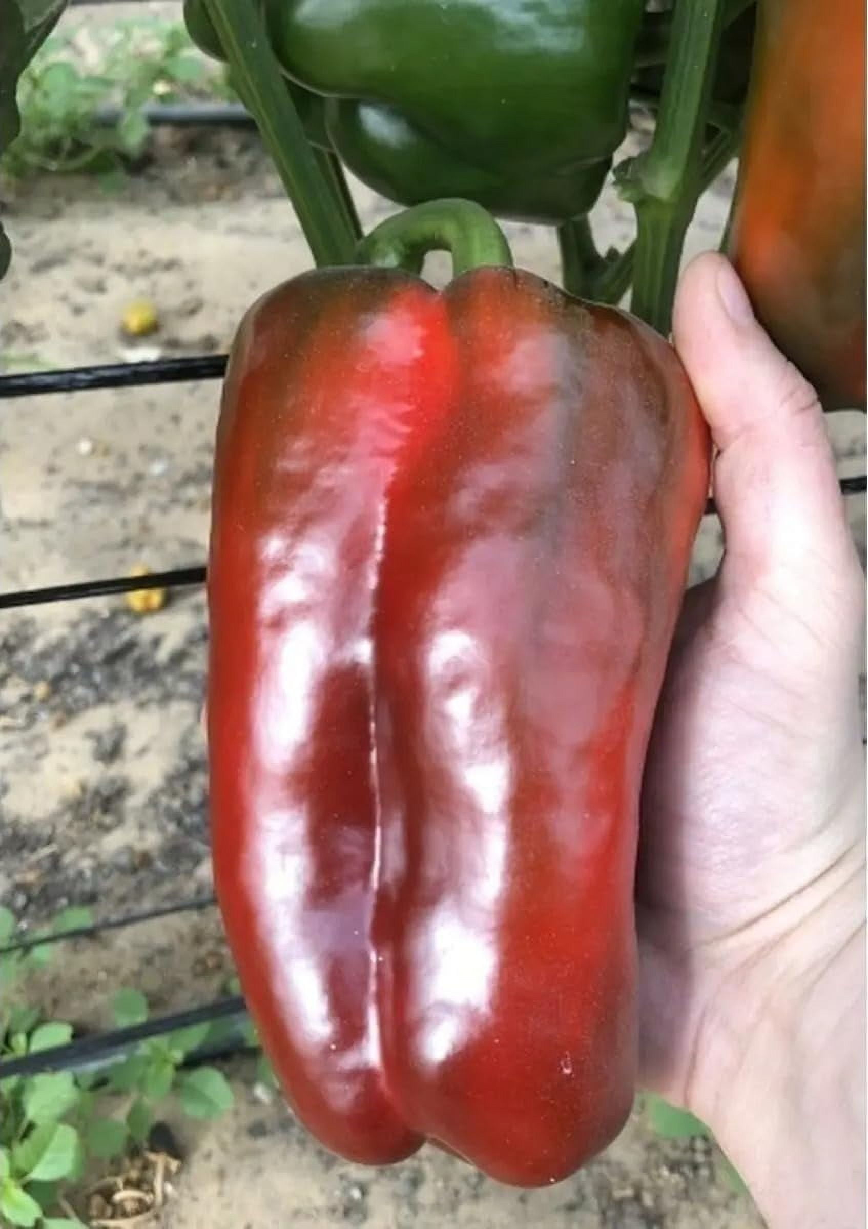 FUN AND GROW SEEDS: Seeds Giant Sweet MHD1Bell Pepper Red Horn Non GMO ...