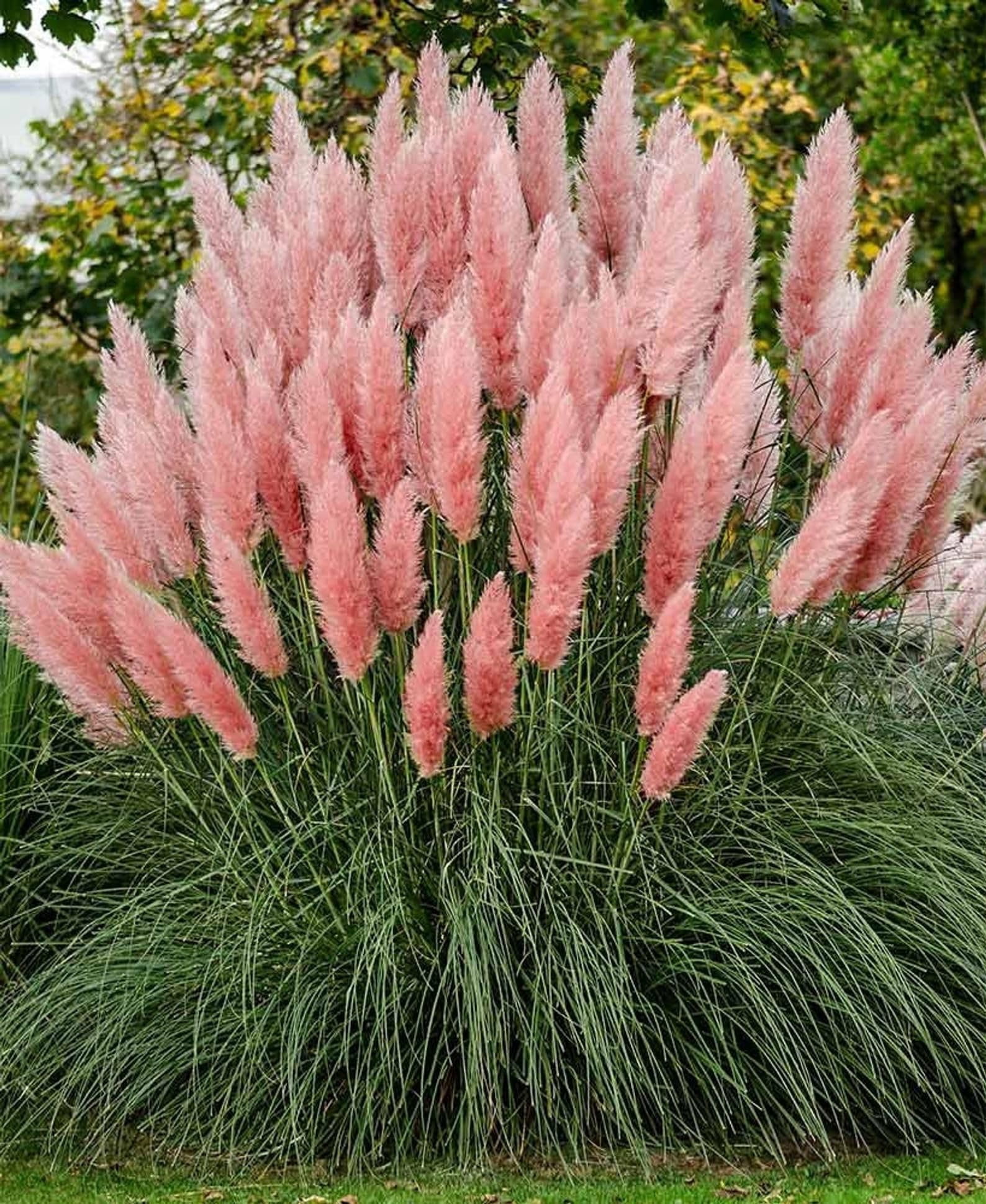 FUN AND GROW SEEDS: Seeds Pink ITL1 Pampas Grass for Landscape Design ...