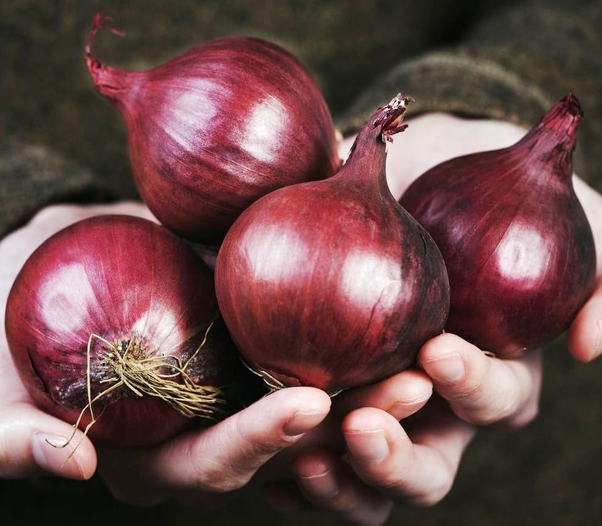 FUN AND GROW SEEDS: Seeds Red Baron Onion Non GMO Heirloom C21 ...