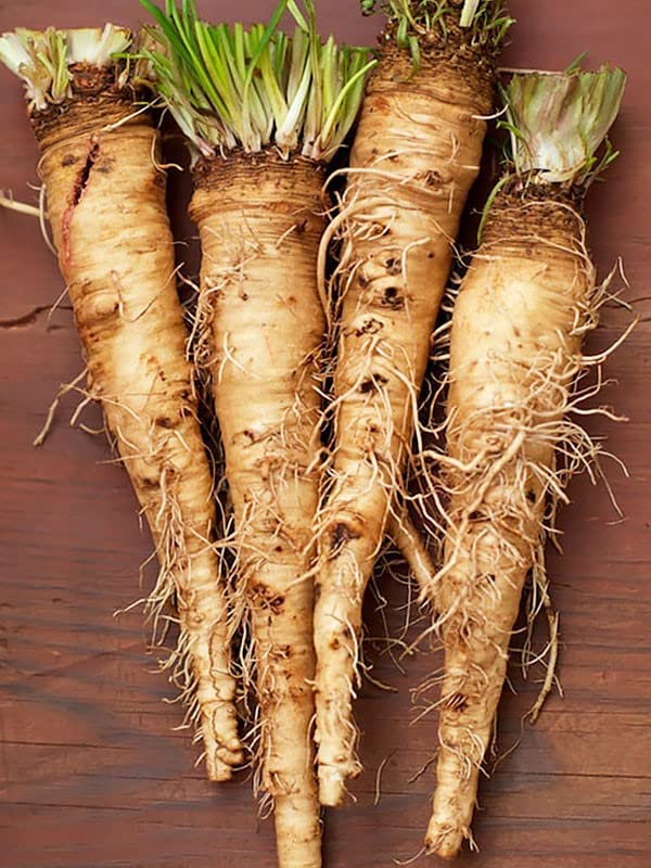 FUN AND GROW SEEDS: Seeds Sandwich Island Salsify Non GMO Heirloom C21 ...