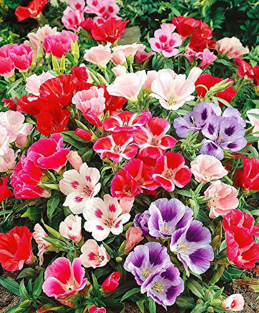 FUN AND GROW SEEDS: Seeds Satin Flower MHD1Mix Clarkia Godetia Annual ...