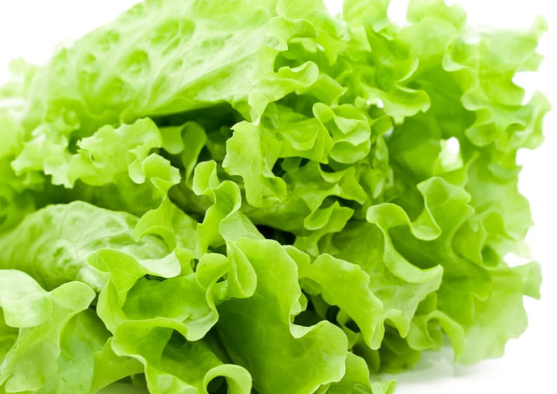 FUN AND GROW TWE5 SEEDS: Seeds Four Season Lettuce Green Year-Round Non GMO Heirloom - Walmart.com