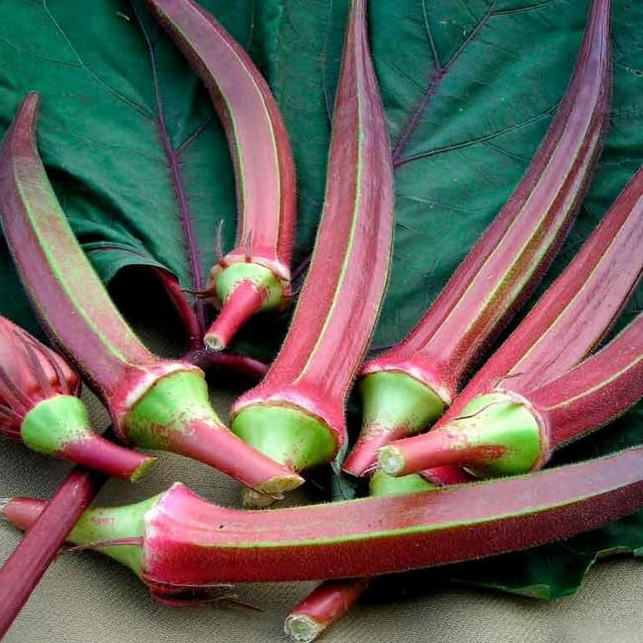 FUN AND GROW TWE5 SEEDS: Seeds Red Okra Alabama (Velvet, Ladies Fingers ...