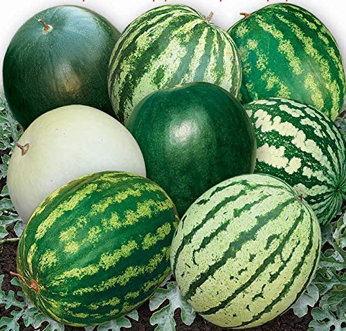 FUN AND GROW TWE5 SEEDS: Seeds Watermelon 33 Heroes Mix Non GMO ...