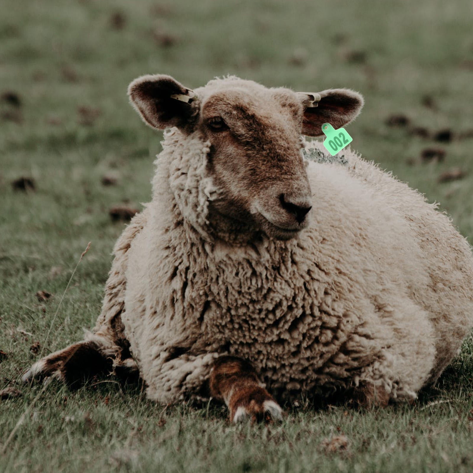 FUTUREORYY 100Pcs Heat Resistant Tpu Square Ear Tags For Sheep ...