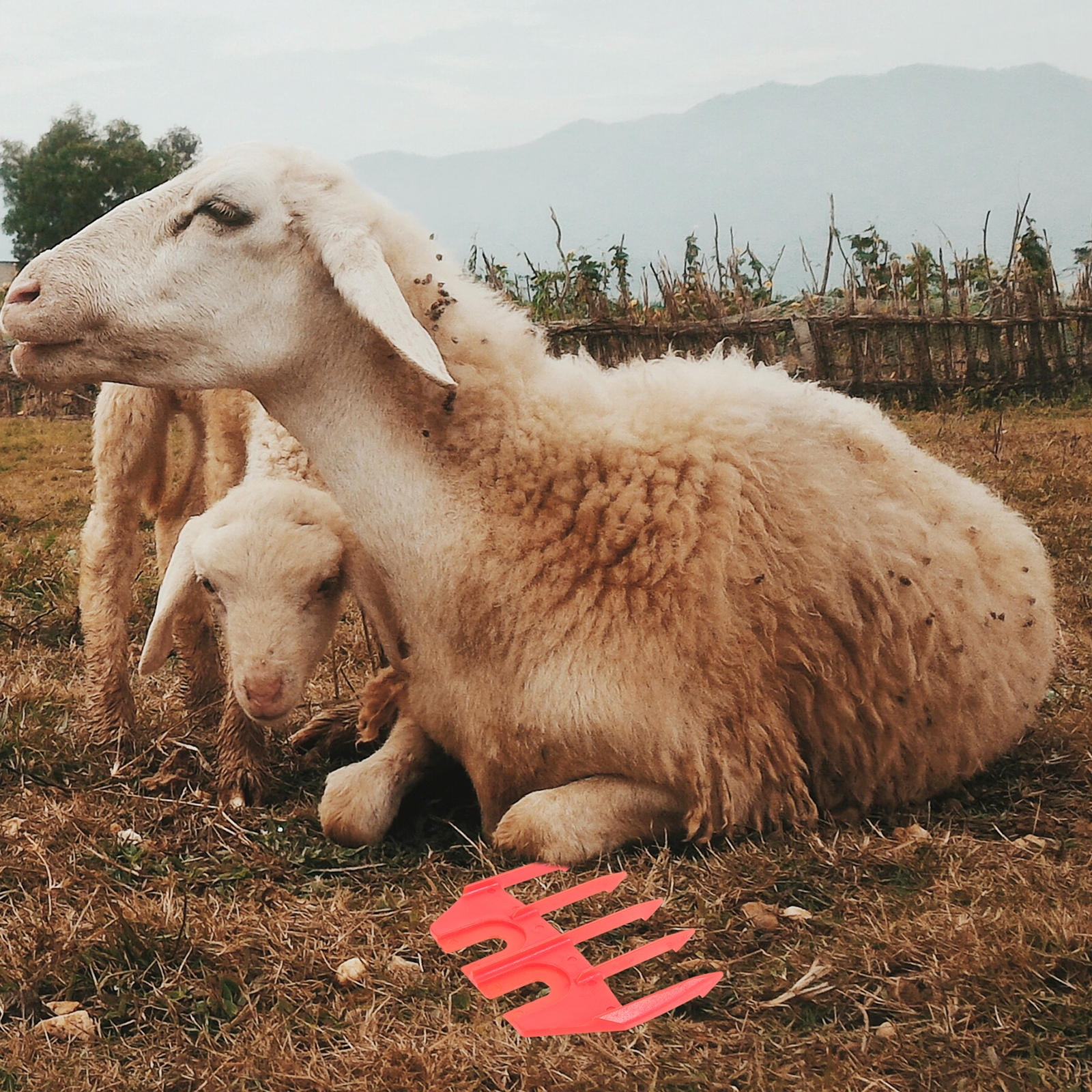 FUTUREORYY Red Plastic Shearing Accessory 1Pcs for Sheep Grooming ...