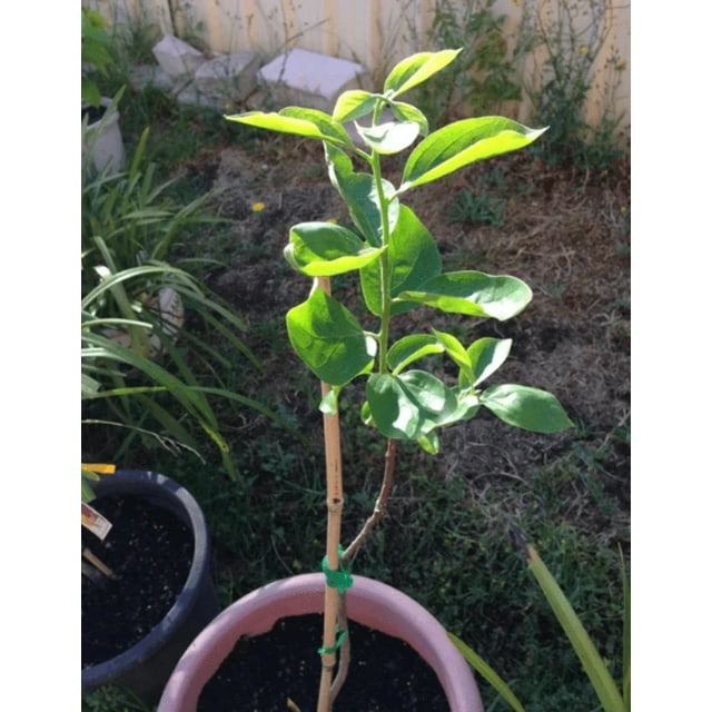 Fuyu Live Persimmon Tree Seedling Fruit Bearing