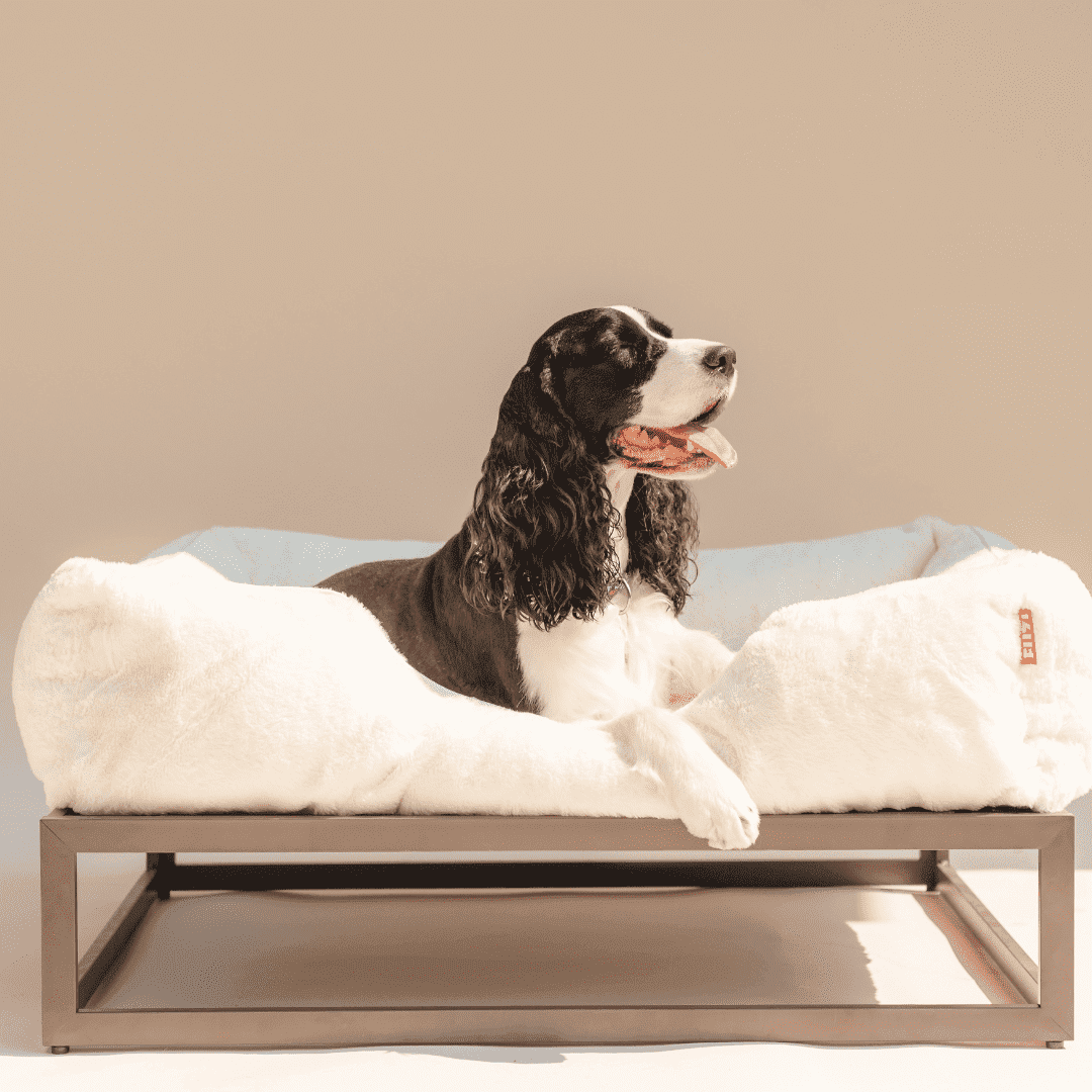 FUZI, LUXURY ELEVATED DOG BED, LARGE, CREAM PLUSH + BROWN METAL BASE ... FUZI, LUXURY ELEVATED DOG BED, LARGE, CREAM PLUSH + BROWN METAL BASE ...