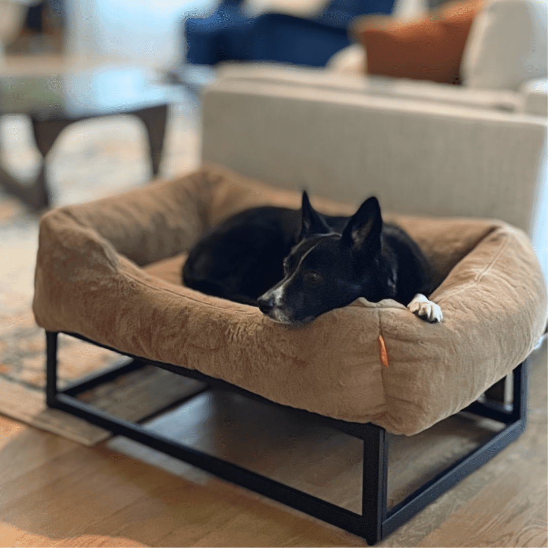 FUZI, LUXURY ELEVATED DOG BED, LARGE, LIGHT BROWN PLUSH + BLACK METAL ... FUZI, LUXURY ELEVATED DOG BED, LARGE, LIGHT BROWN PLUSH + BLACK METAL ...