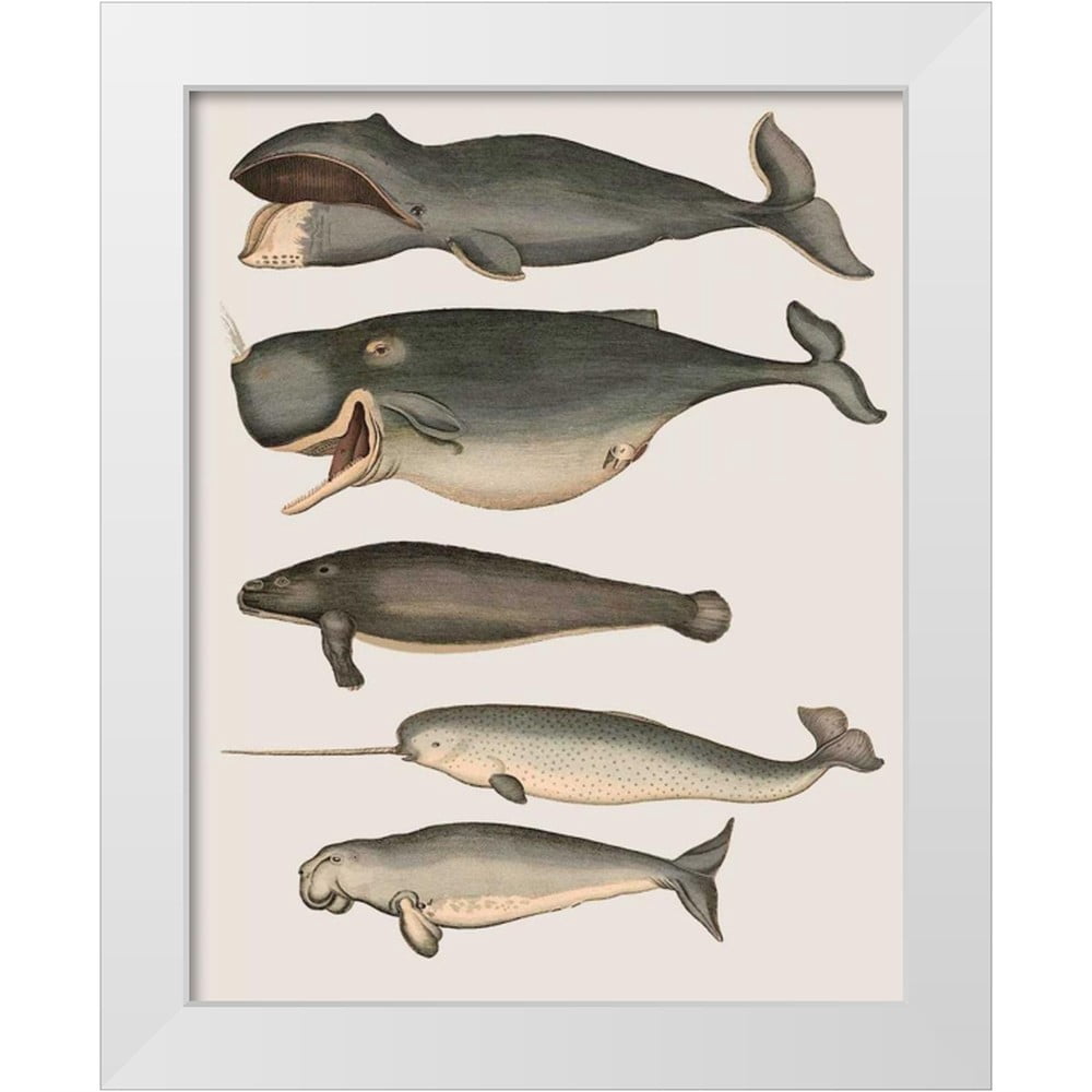 Fab Funky 15x18 White Modern Wood Framed Museum Art Print Titled - Five ...
