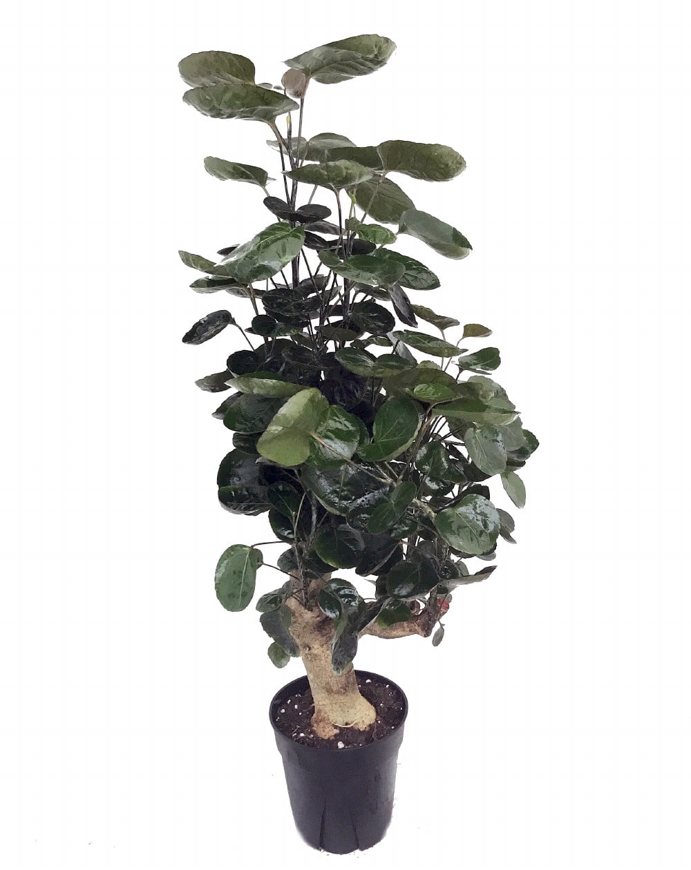 Fabian Japanese Ming Aralia Tree - Polyscias - Indoor - 6" Pot - Thick ...