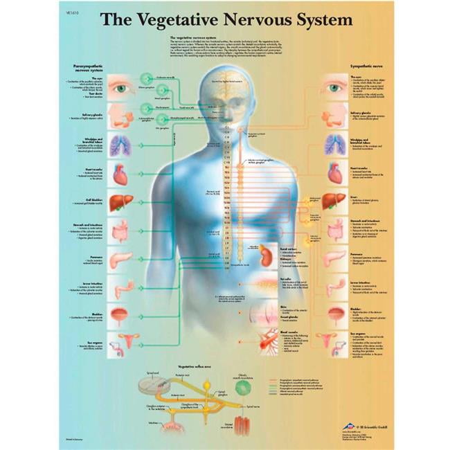Fabrication B2138096 3B Anatomical Chart - Vegetative Nervous System ...