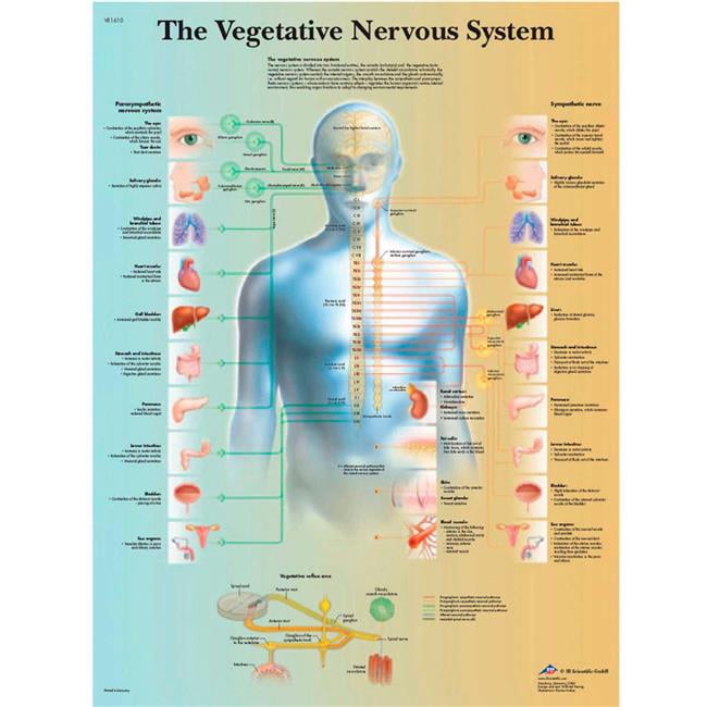 Fabrication 3B Anatomical Chart - Vegetative Nervous System, Laminated ...