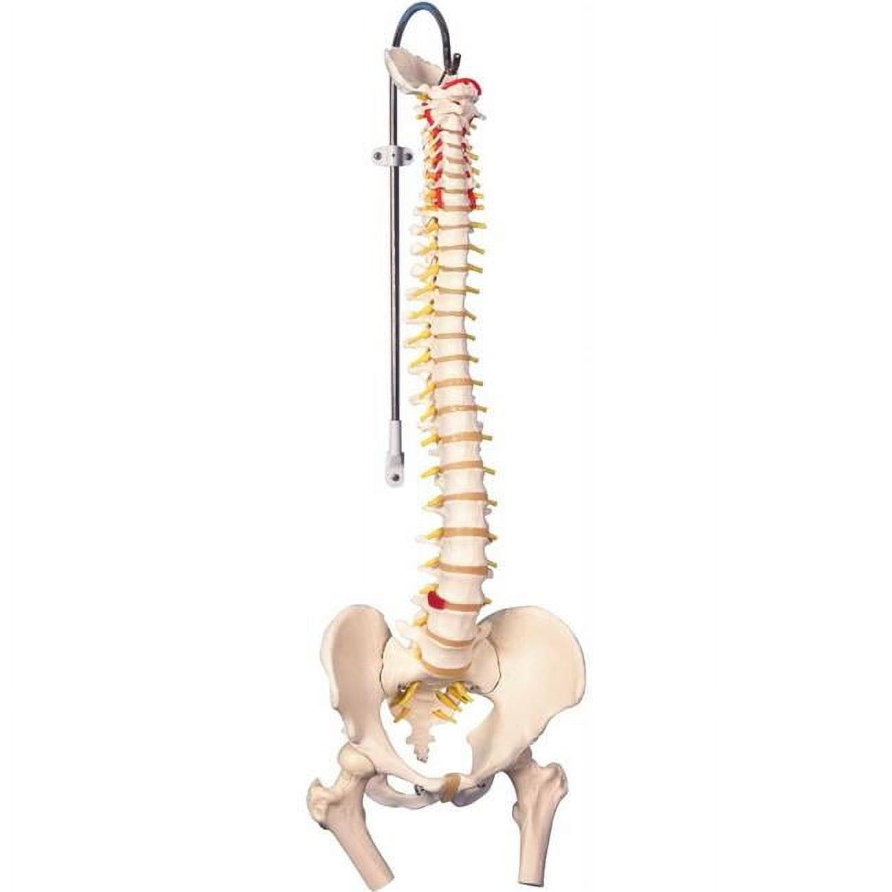 Fabrication 3B Anatomical Model - Flexible Spine, Classic, Femur Heads ...