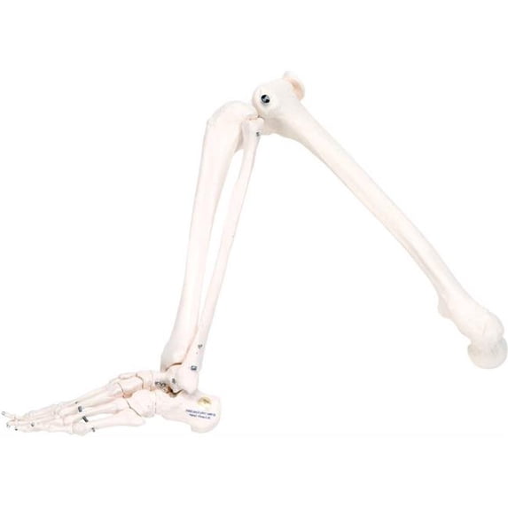 Fabrication B2137972 3B Anatomical Model - Loose Bones, Leg Skeleton ...