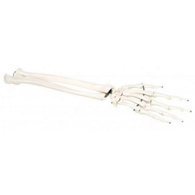 Fabrication Enterprises 12-4581L Anatomical Model Loose Bones, Hand ...