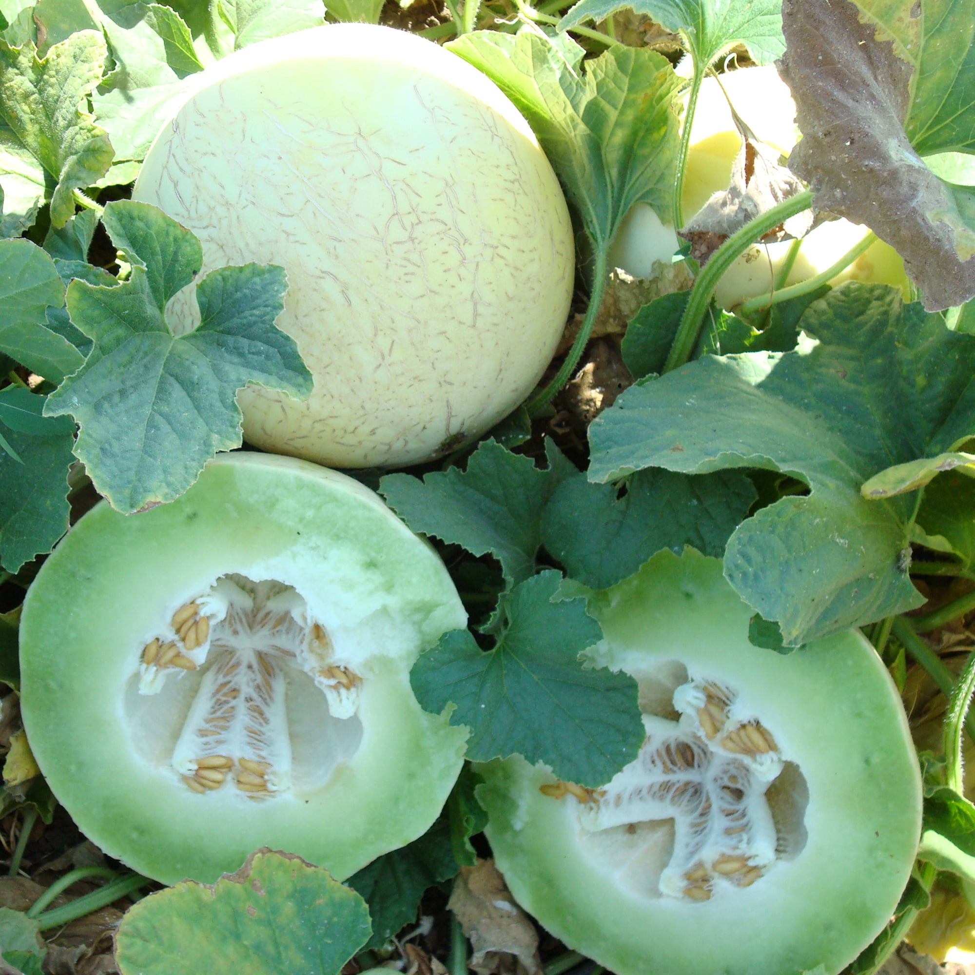 Fabulous F1 Hybrid Melon Seeds - 3 g Packet ~80 Seeds - Non-GMO, F1 ...