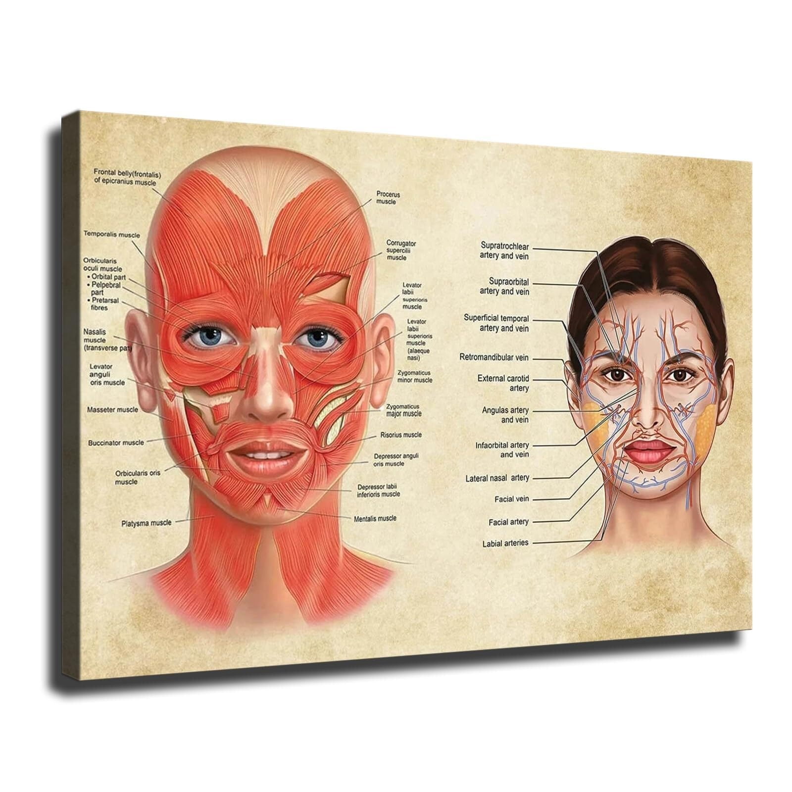 Face Anatomy Poster Beauty Plastic Massage Medical Educational Poster ...