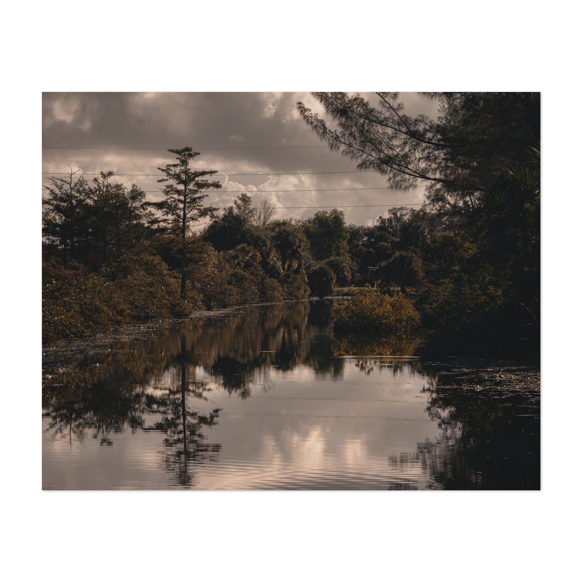Face the Fool - Palm Beach Gardens Florida Photography Landscape Nature ...