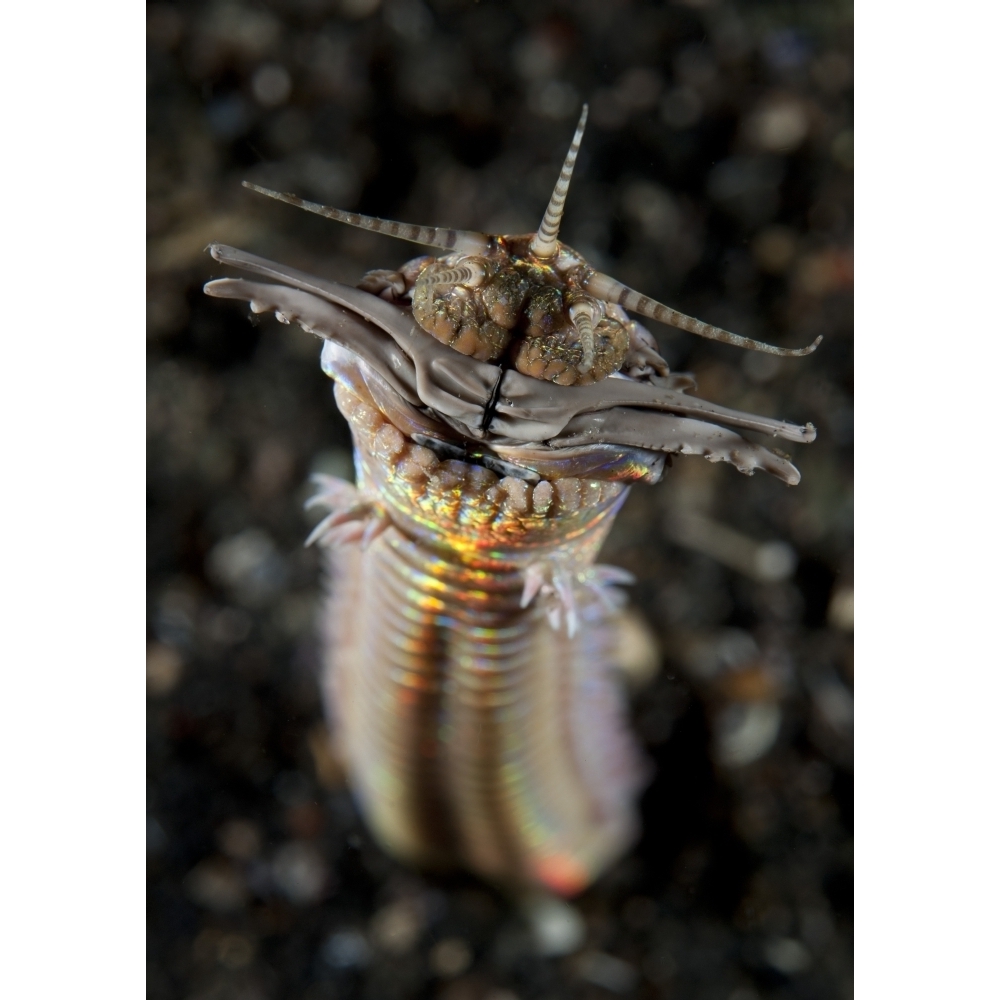 Facial and body view of the predatory Bobbit worm Indonesia Poster ...
