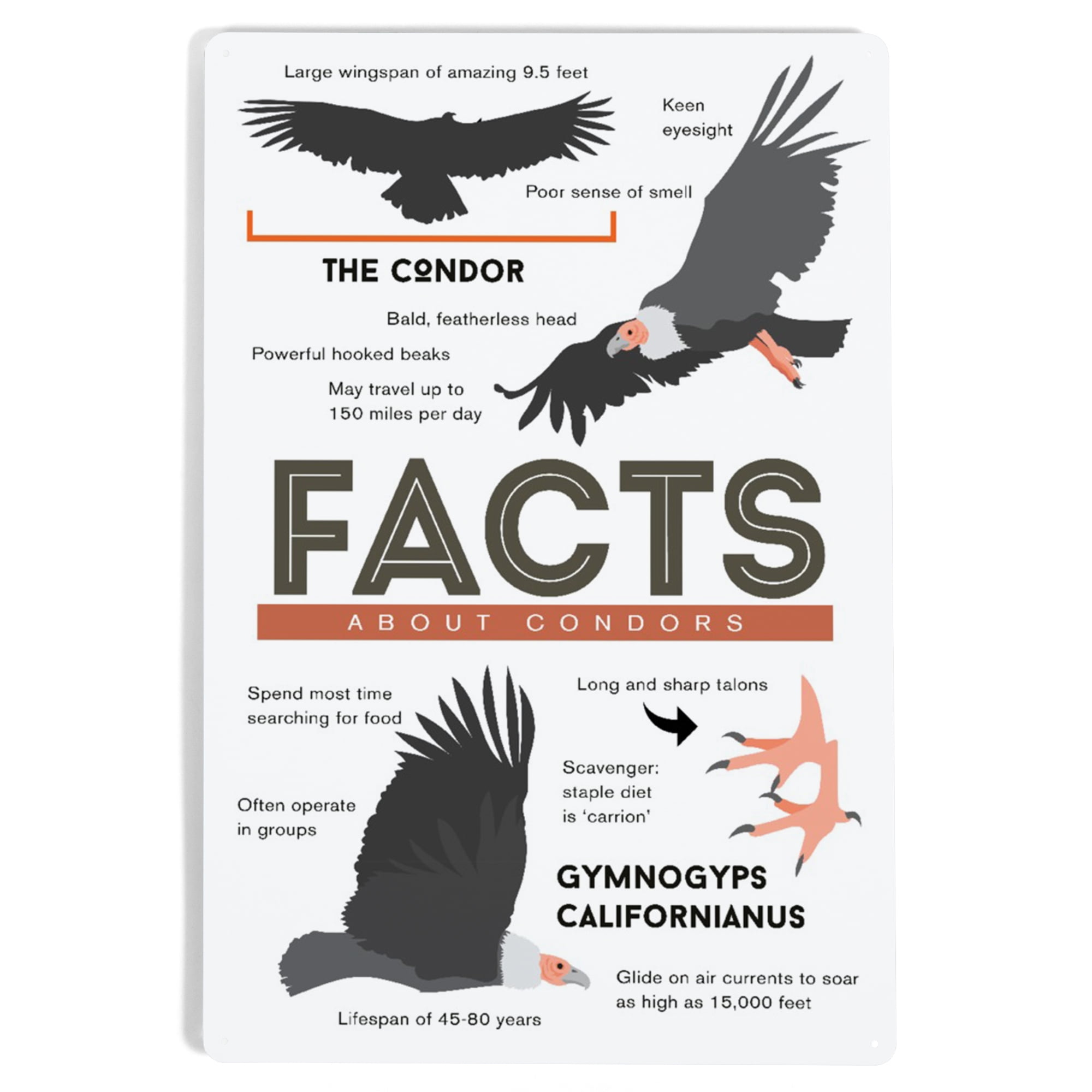 Facts About Condors (12x18 Aluminum Art, Indoor Outdoor Metal Sign ...