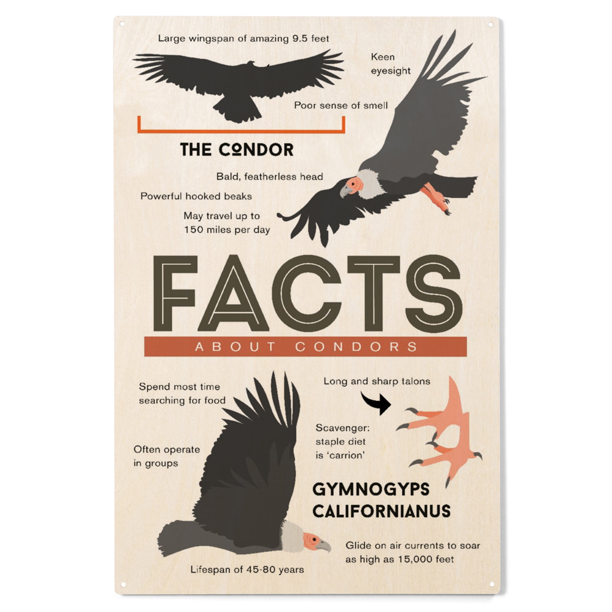 Facts About Condors Birch Wood Wall Sign (10x15 Rustic Home Decor, Ready to Hang Art) - Walmart.com