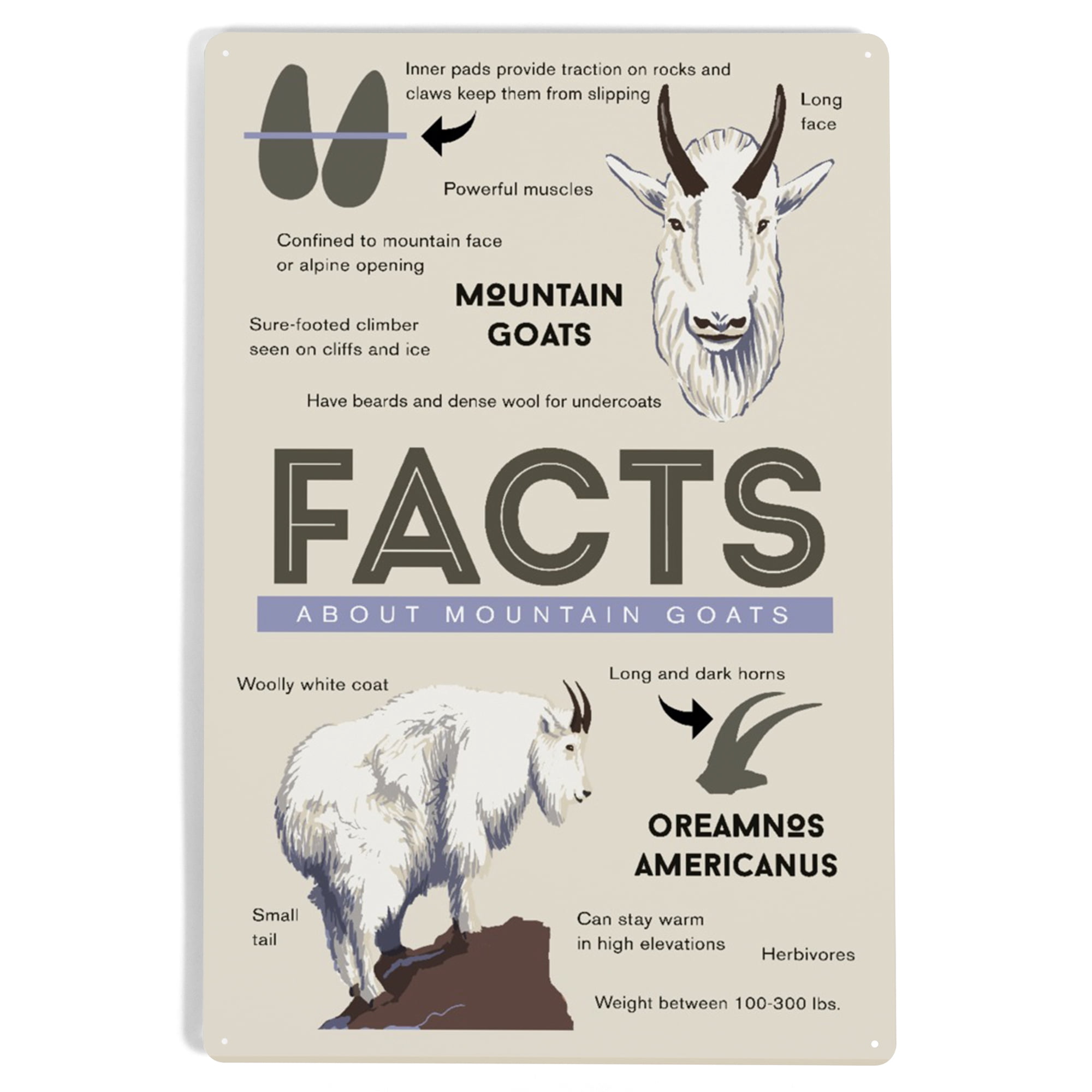 Facts About Mountain Goats (12x18 Aluminum Art, Indoor Outdoor Metal ...