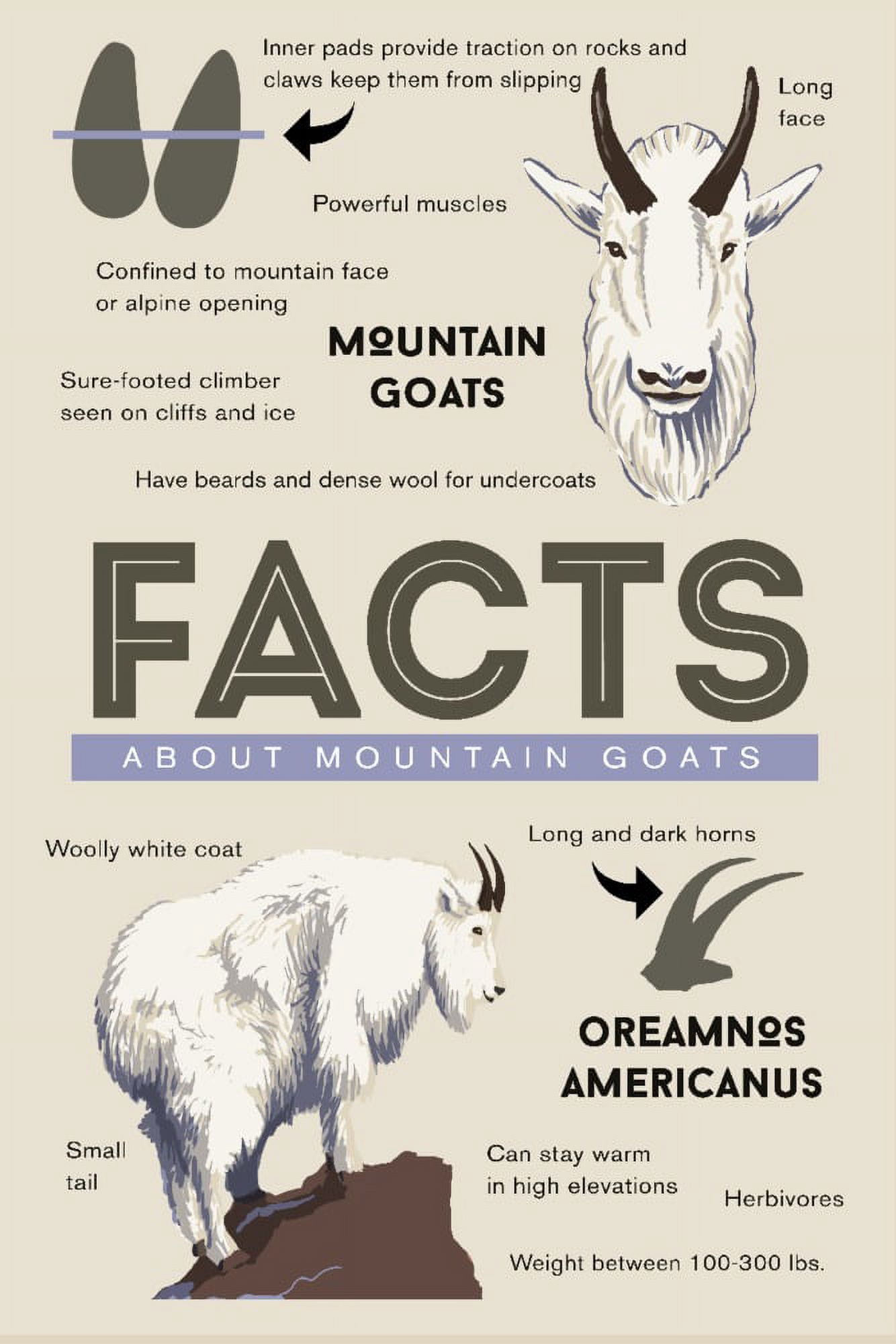 Facts About Mountain Goats (12x18 Wall Art Poster, Room Decor ...