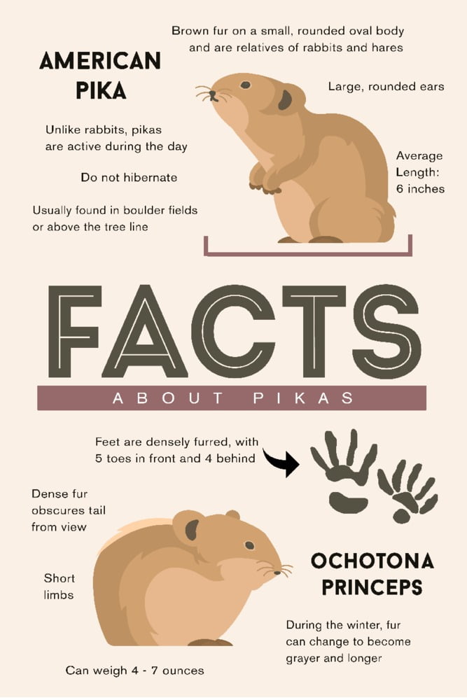 Facts About Pikas (36x54 Giclee Gallery Art Print, Vivid Textured Wall ...