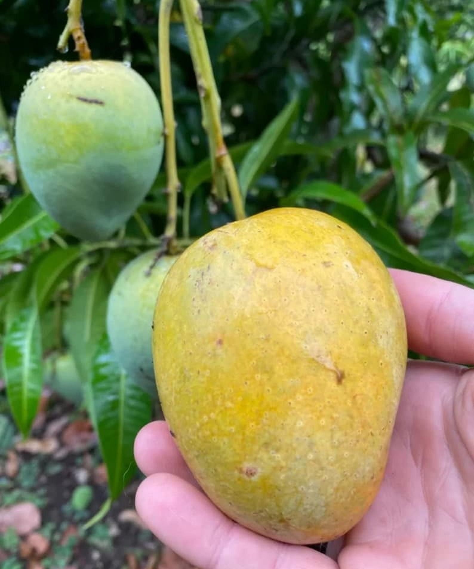 Fairchild condo dwarf Mango TREE GRAFTED (2-4 Feet Tall). Ship to all ...