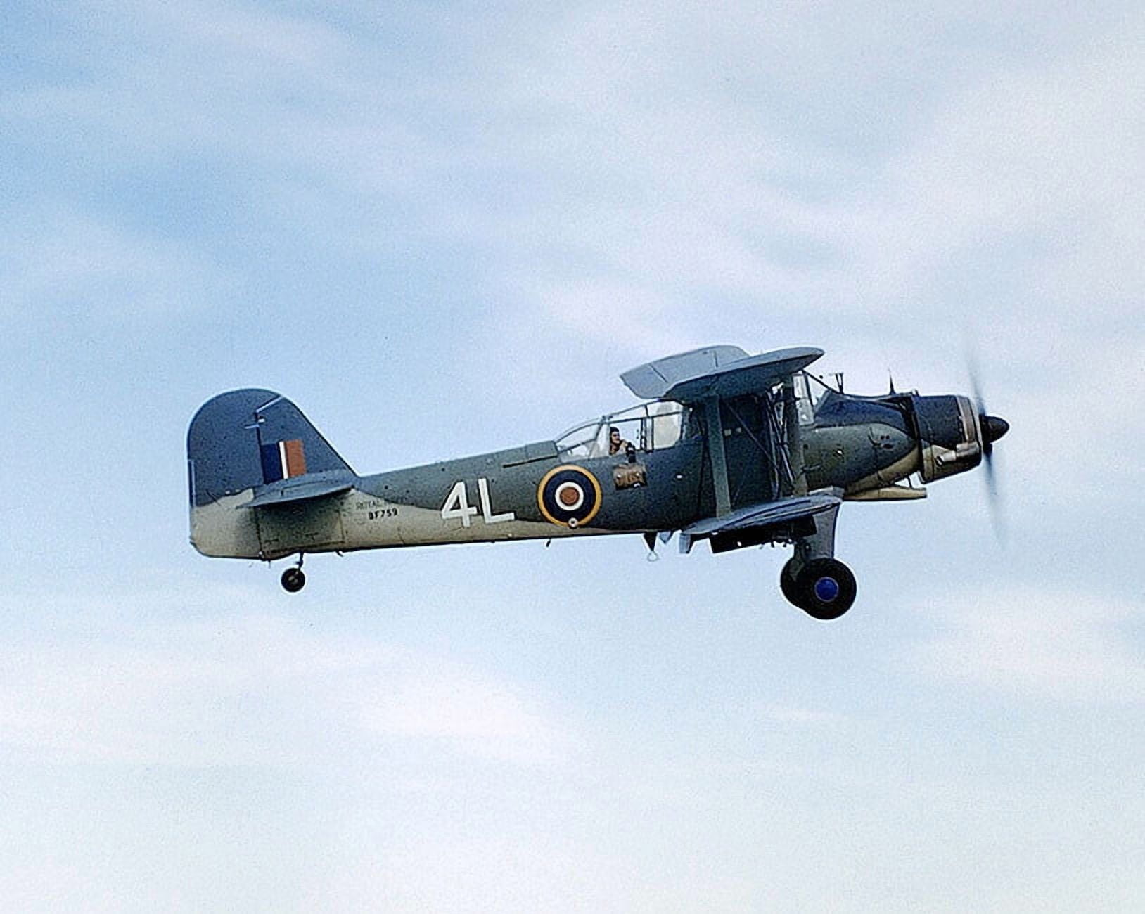Fairey Albacore Mk I in Flight Operation Torch - 24x36 Inch Glossy ...