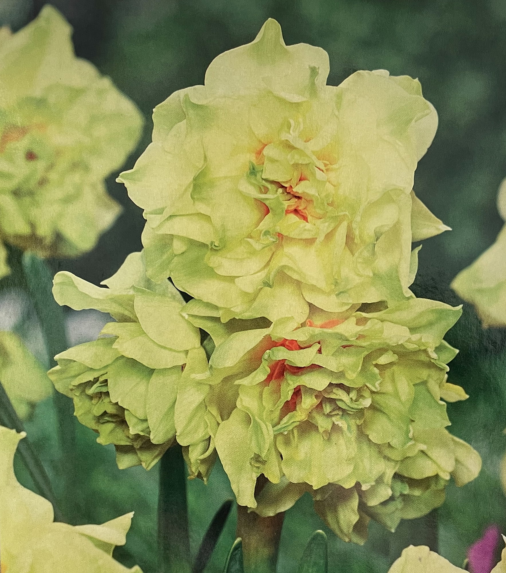 Fairness Double Daffodil 5 Bulbs - NEW! - Fragrant - 14/16 cm Bulbs ...