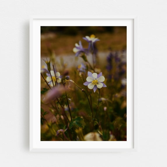Fairplay Columbines - Fairplay Colorado Photography Flowers Floral ...