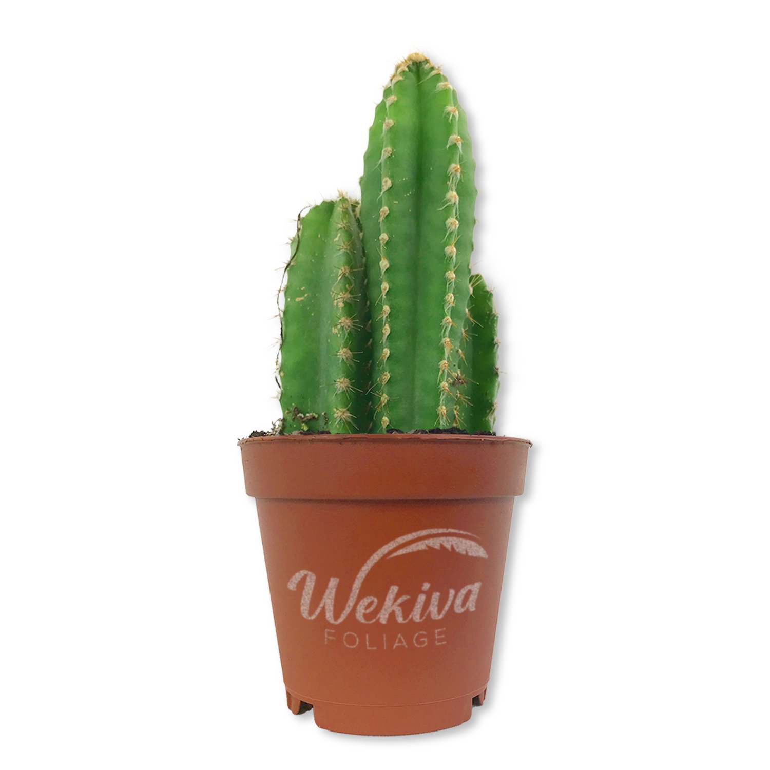 Fairy Castle Cactus - 1 Live Starter Plant - Cereus Tetragonus ...